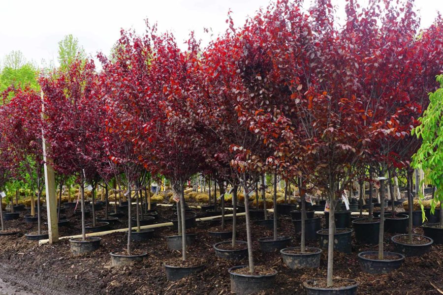 Manalapan, NJ (HQ) - Pantano Outdoor Supply